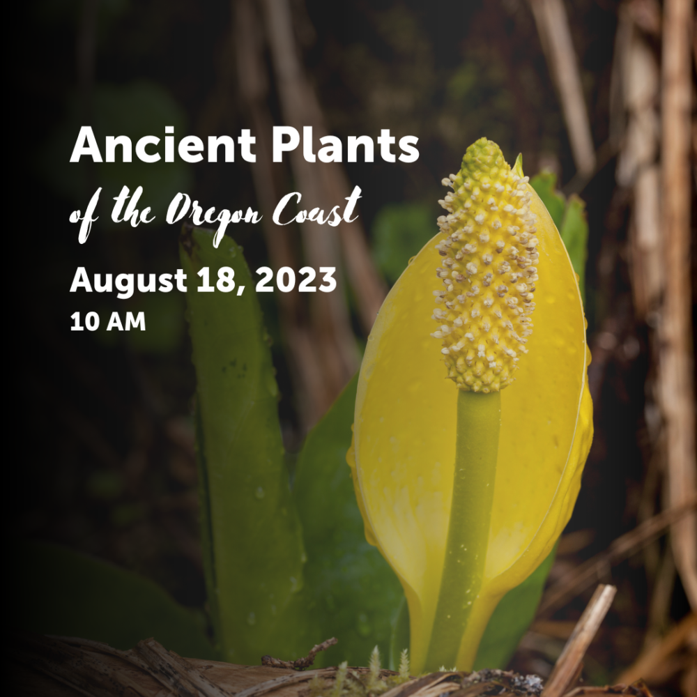 Ancient Plants - Pacific City